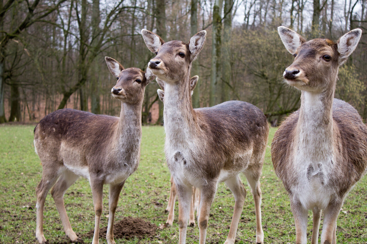 Wildtiere
